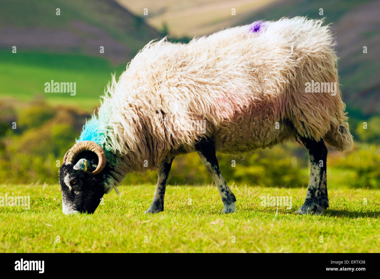 Ewe lambing hi-res stock photography and images - Alamy