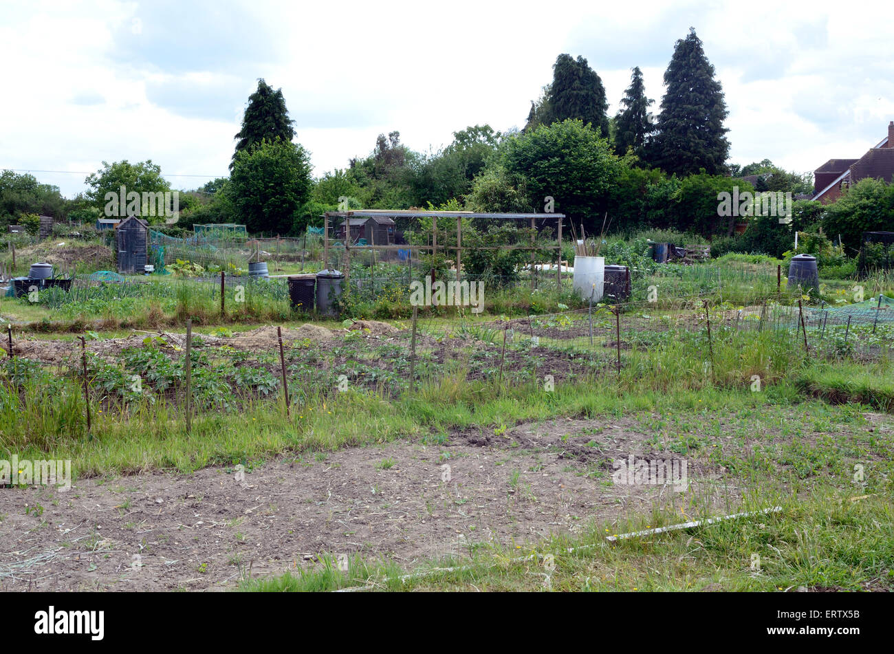 Fresh produce being grown on an allotment Stock Photo - Alamy