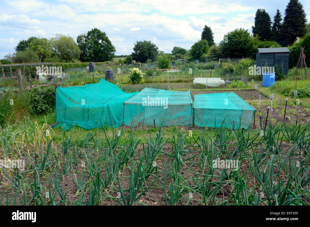 Fresh produce being grown on an allotment Stock Photo - Alamy