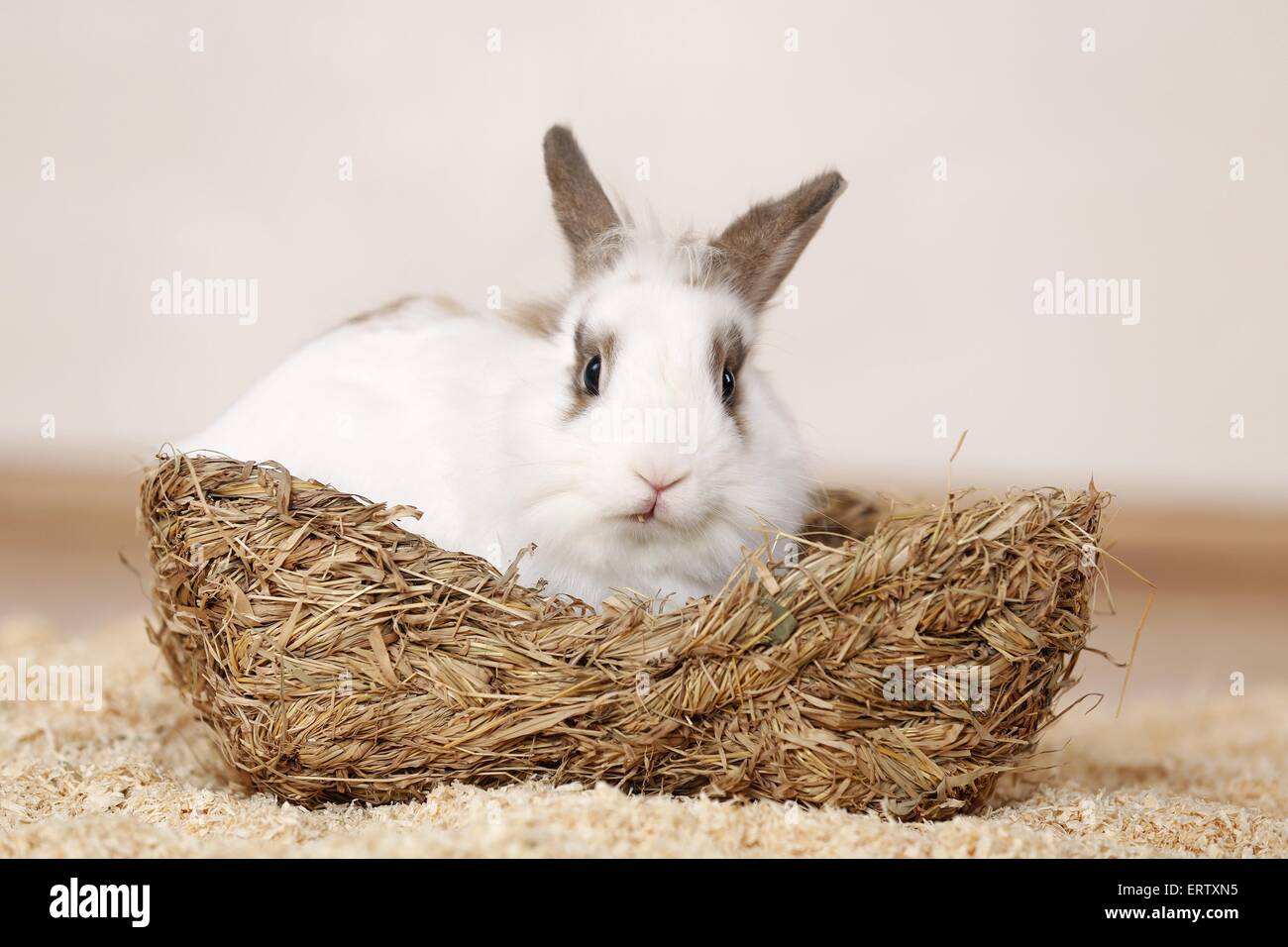 Brown male rabbit hi-res stock photography and images - Alamy