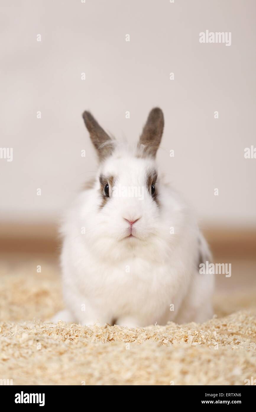 Rabbit wood hi-res stock photography and images - Alamy