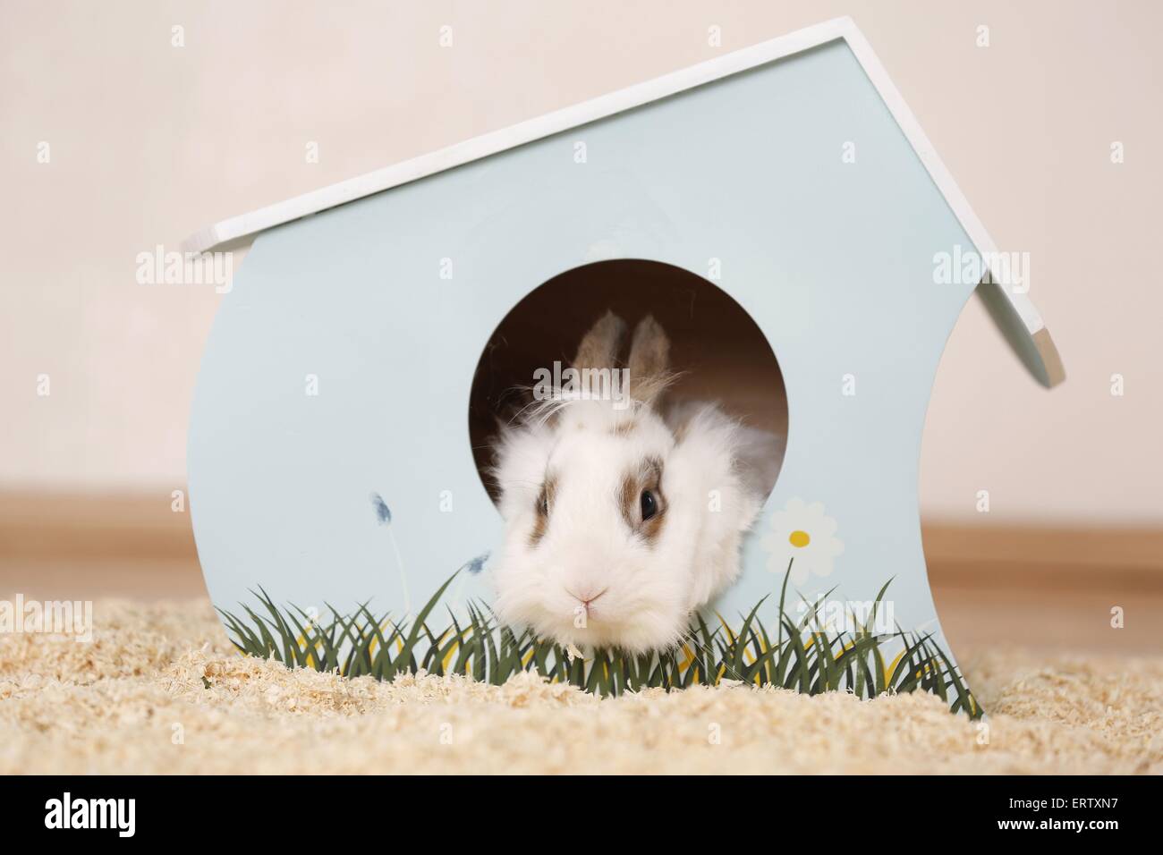 Rabbit house hi-res stock photography and images - Alamy