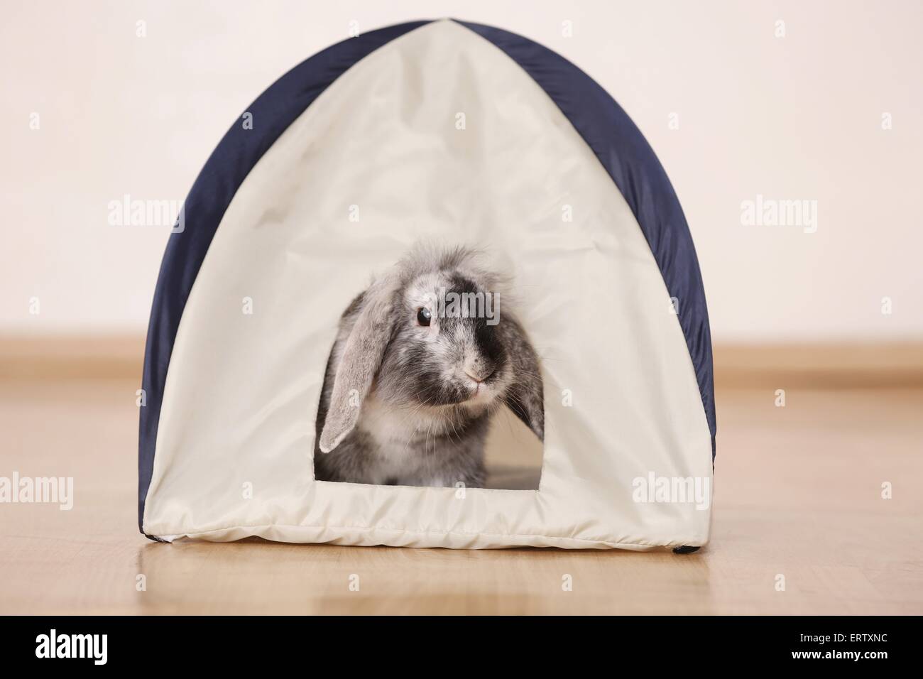 Piebald rabbit hi-res stock photography and images - Alamy