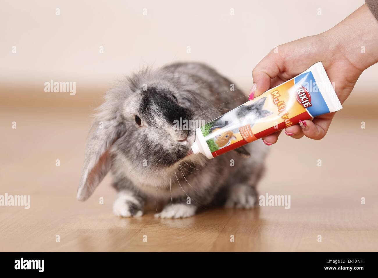 Dwarf rabbits hi-res stock photography and images - Alamy