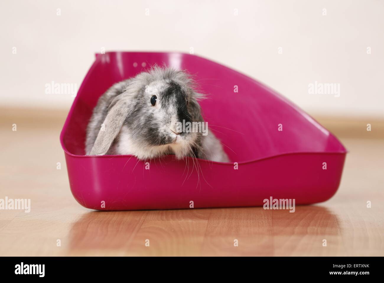 Rabbit toilet hi-res stock photography and images - Alamy