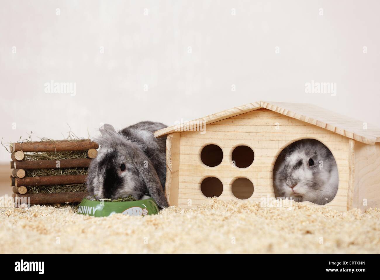 Piebald house hi-res stock photography and images - Alamy