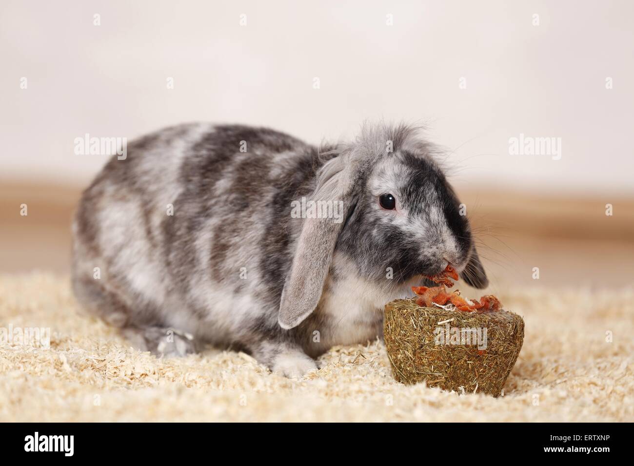 Dwarf rabbit mini lop adult hi-res stock photography and images - Alamy