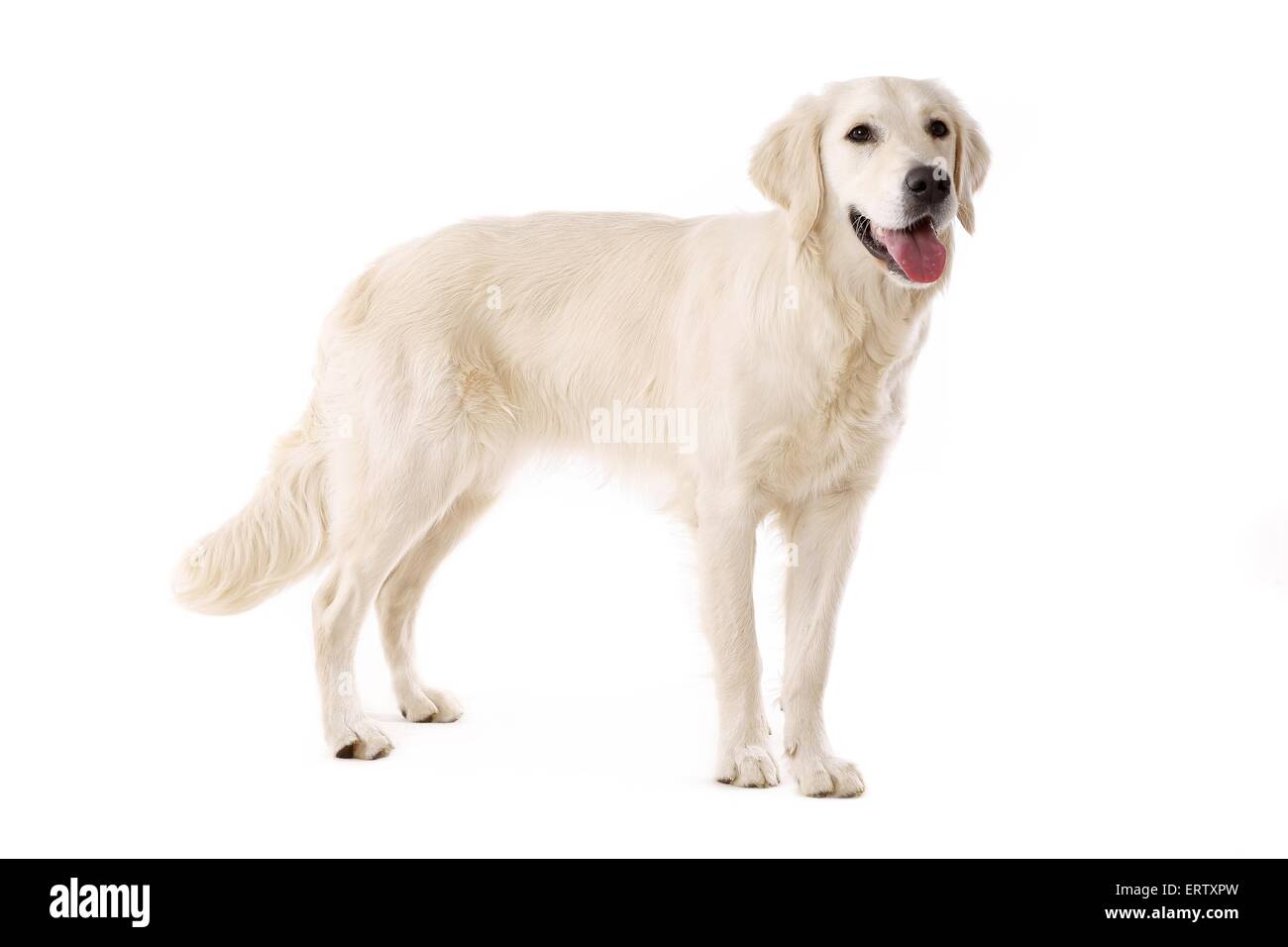 standing Golden Retriever Stock Photo - Alamy