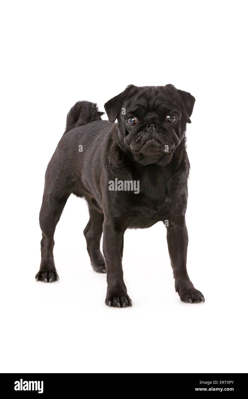 Pug adult dog standing hi-res stock photography and images - Alamy