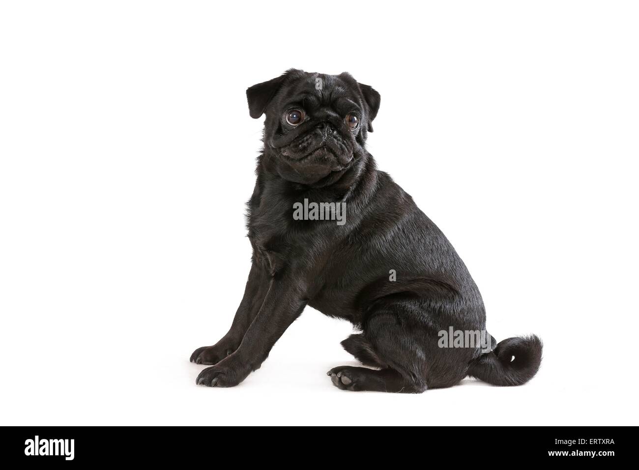 Side view purebred pug Cut Out Stock Images & Pictures - Alamy
