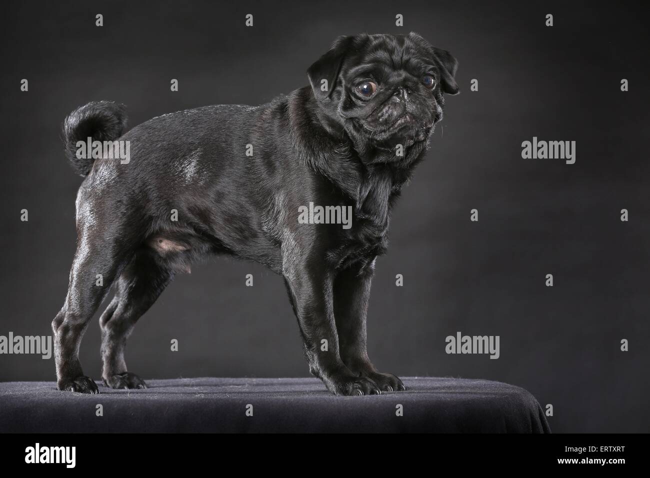 Pug adult dog standing hi-res stock photography and images - Alamy
