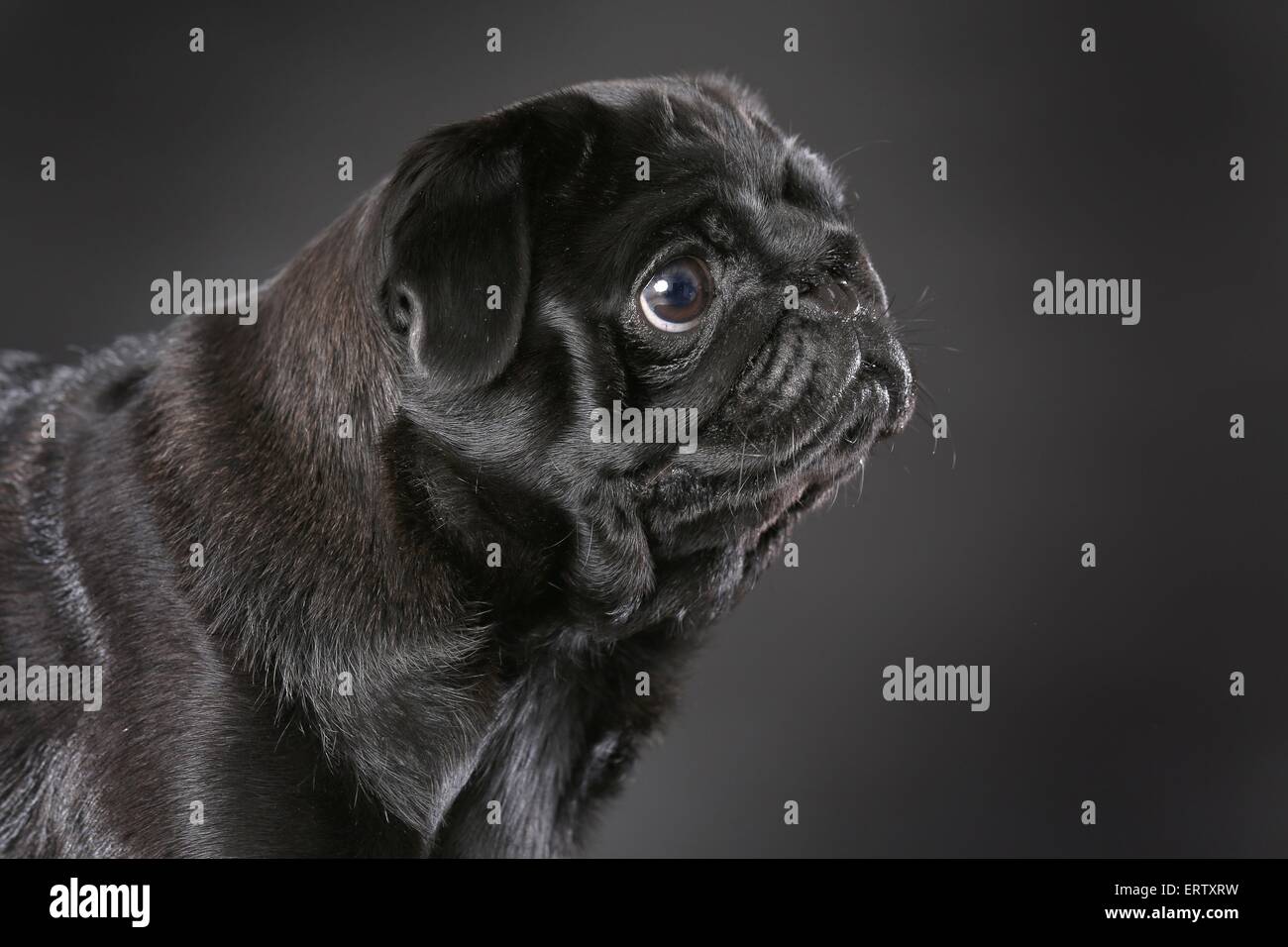 Side view of a pug hi-res stock photography and images - Alamy