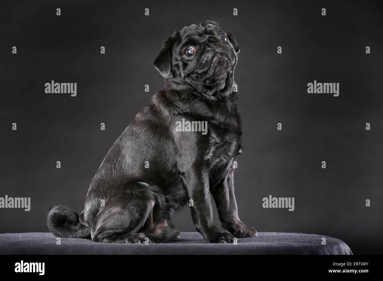 Side view of a pug hi-res stock photography and images - Alamy