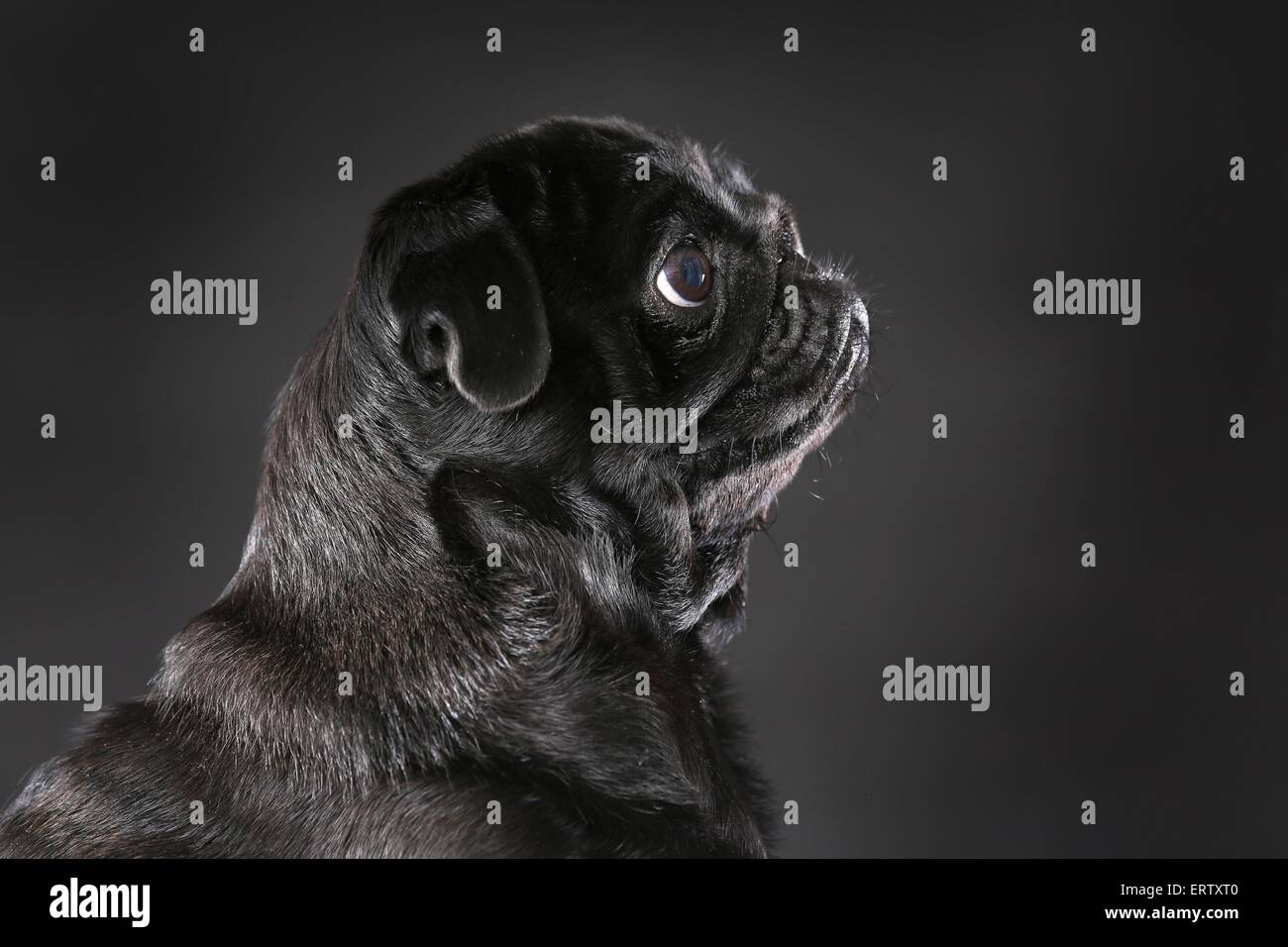 Side view of a pug hi-res stock photography and images - Alamy