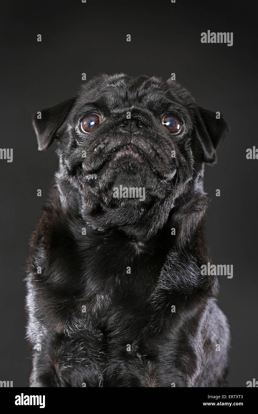 One pug hi-res stock photography and images - Alamy