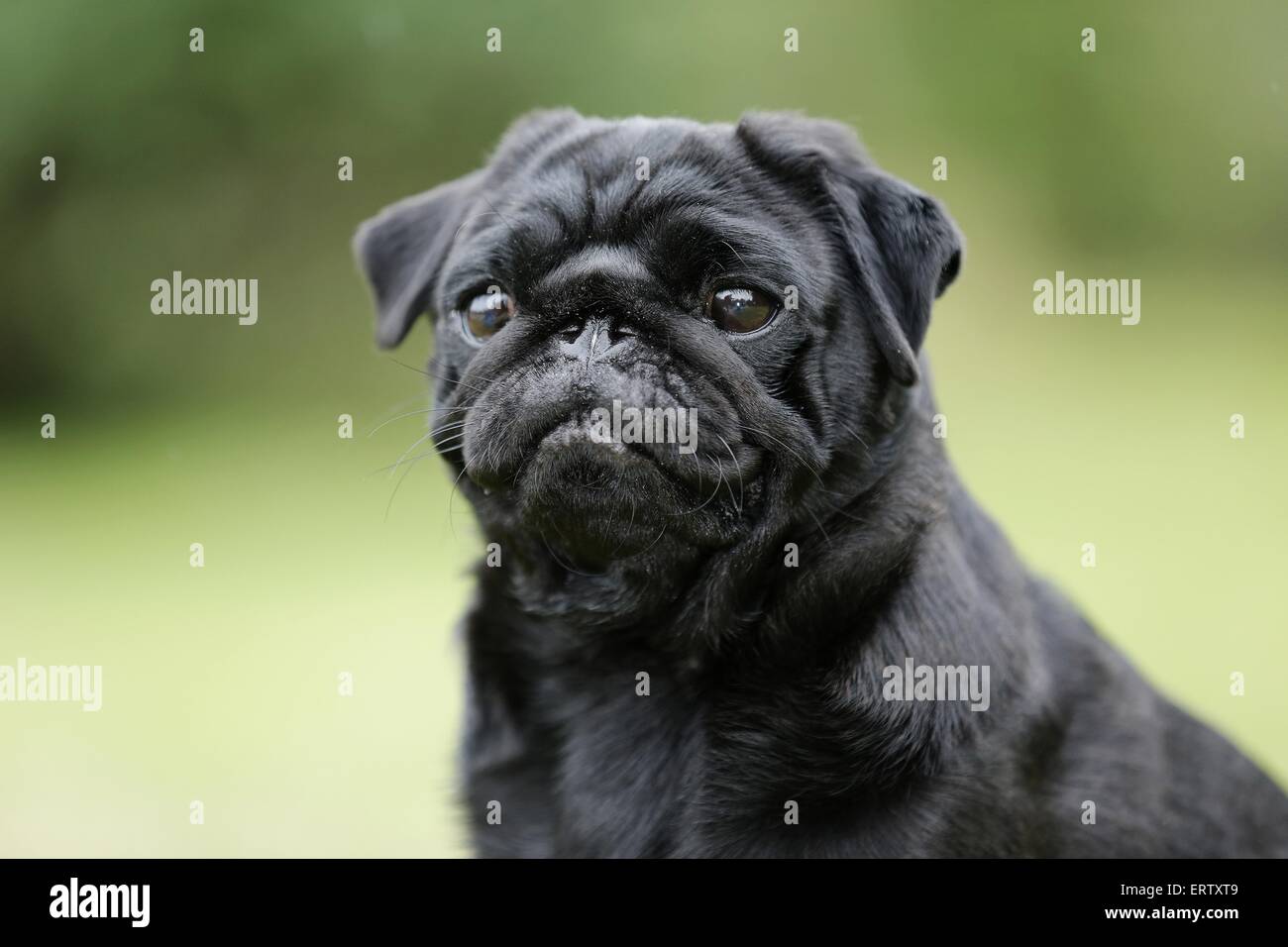 Side view of a pug hi-res stock photography and images - Alamy