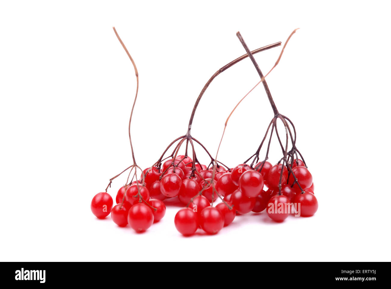 Fresh berries clusters of a cranberry isolated Stock Photo - Alamy