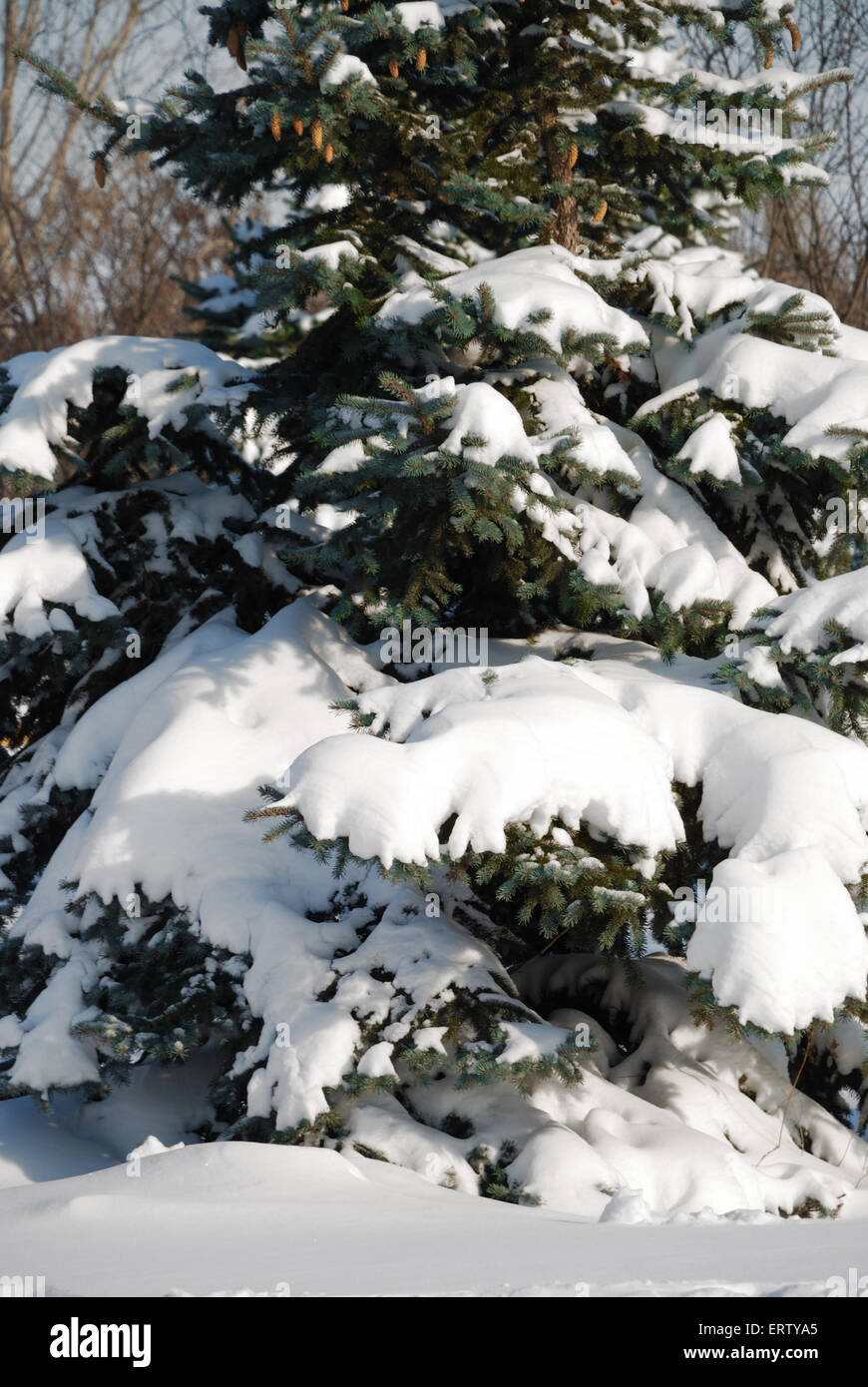 Closeup background from a fur-tree covered with snow Stock Photo - Alamy