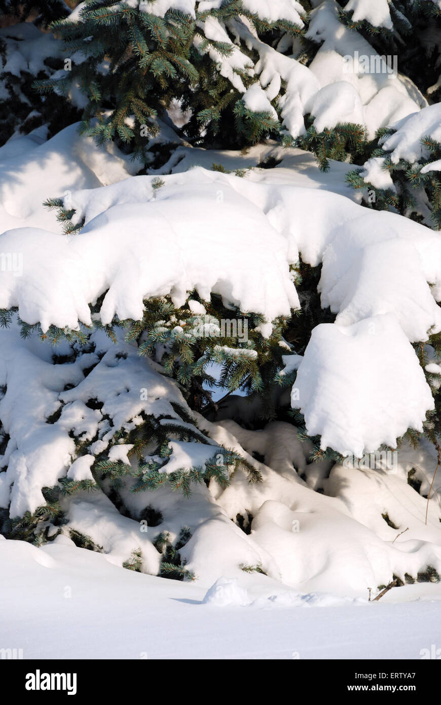 Closeup background from a fur-tree covered with snow Stock Photo - Alamy