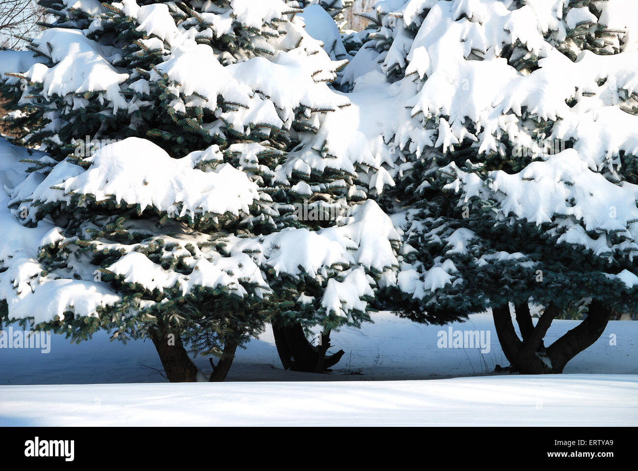 Closeup background from a fur-tree covered with snow Stock Photo - Alamy