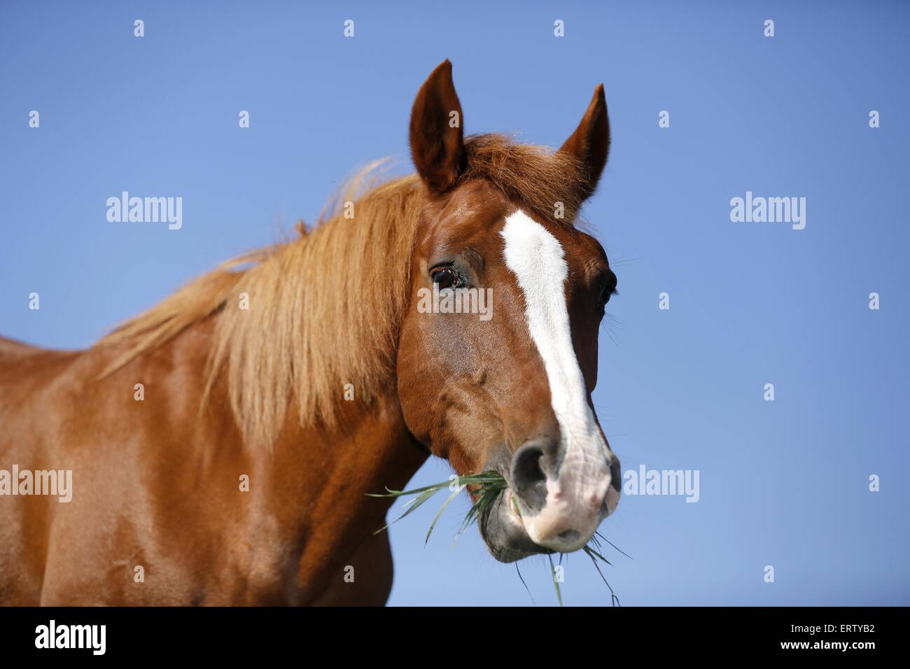 Pony behavior hi-res stock photography and images - Alamy