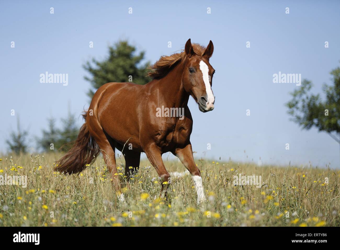 Ponies running free hi-res stock photography and images - Alamy