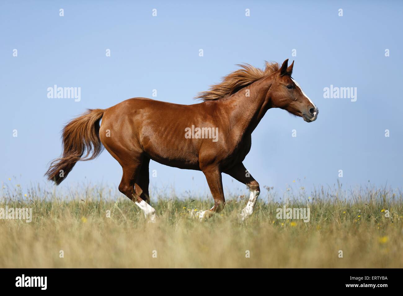 Pony cantering hi-res stock photography and images - Alamy