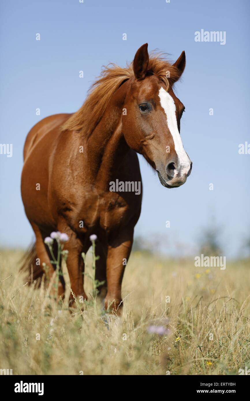 Female pony hi-res stock photography and images - Alamy