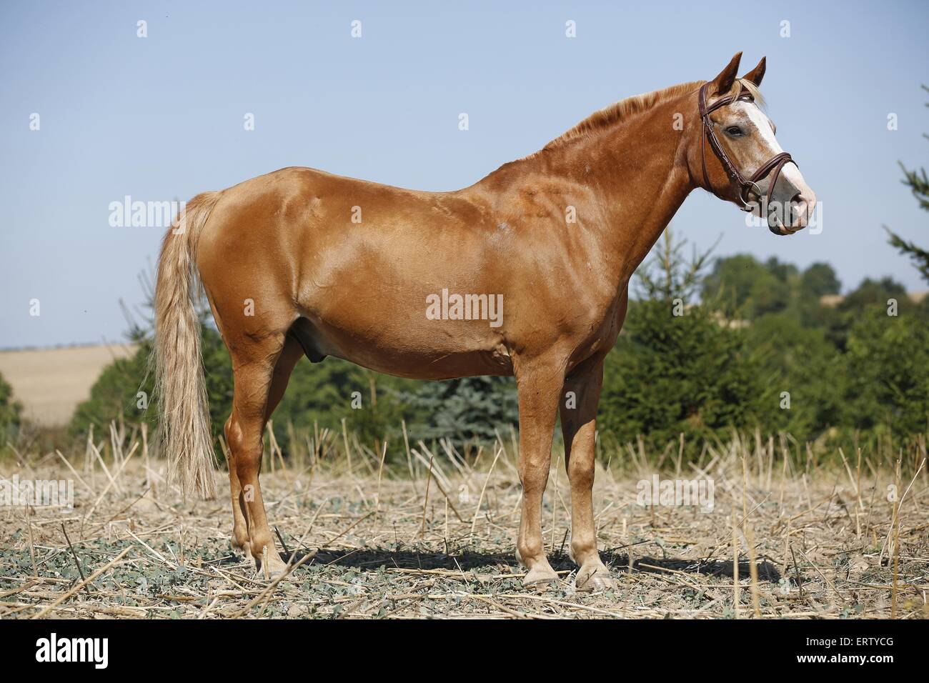 Free standing cross hi-res stock photography and images - Alamy