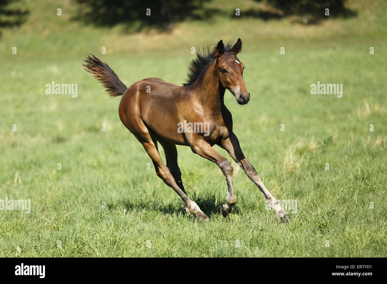 Foal running hi-res stock photography and images - Alamy