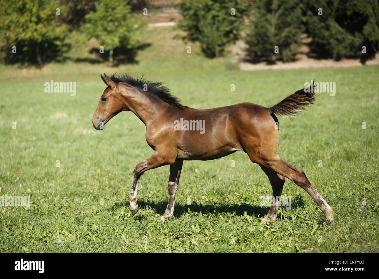 Foal running foals hi-res stock photography and images - Alamy