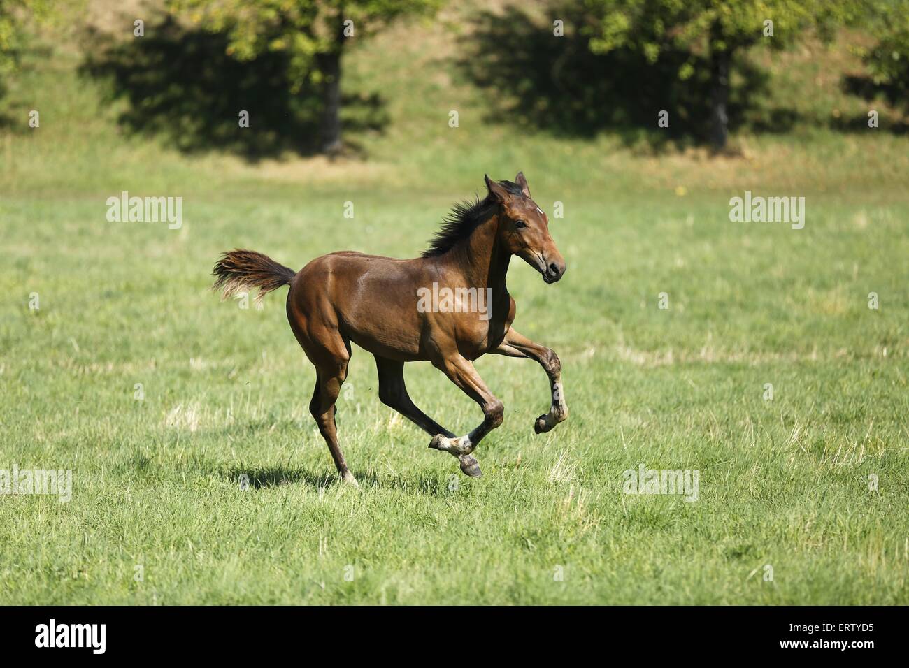 Horse foal gallop hi-res stock photography and images - Alamy