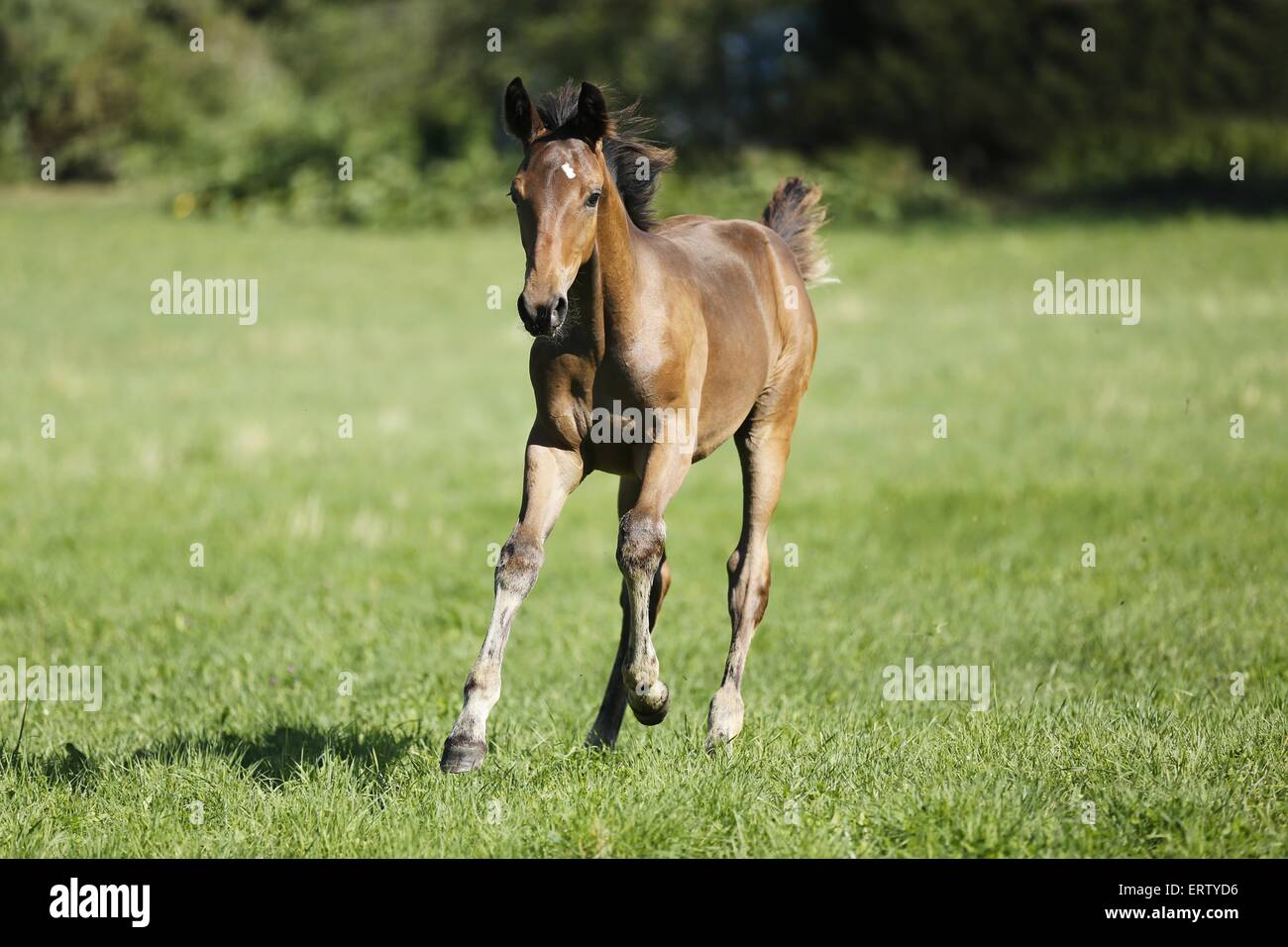 Young foal canter hi-res stock photography and images - Alamy