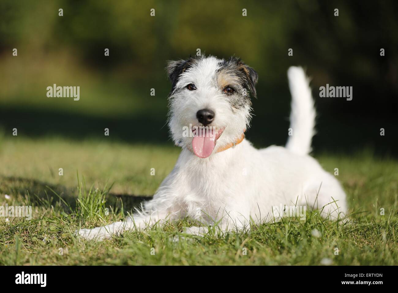 Wire haired parson russell terrier hi-res stock photography and images ...