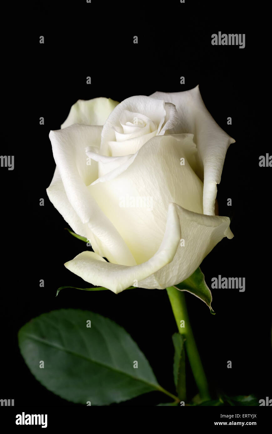 The white rose isolated on black background Stock Photo - Alamy