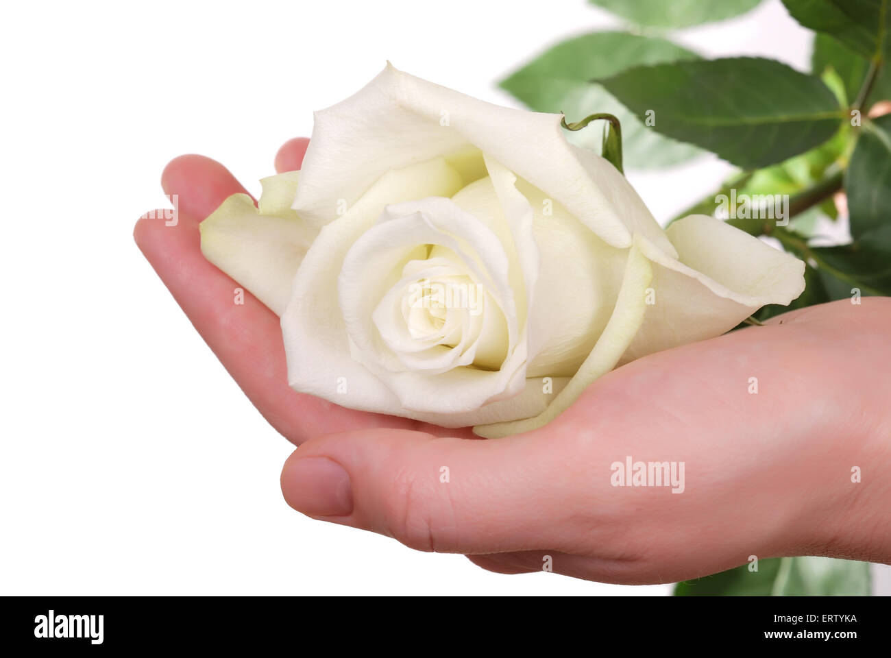 The white rose in woman hand isolated on white Stock Photo - Alamy