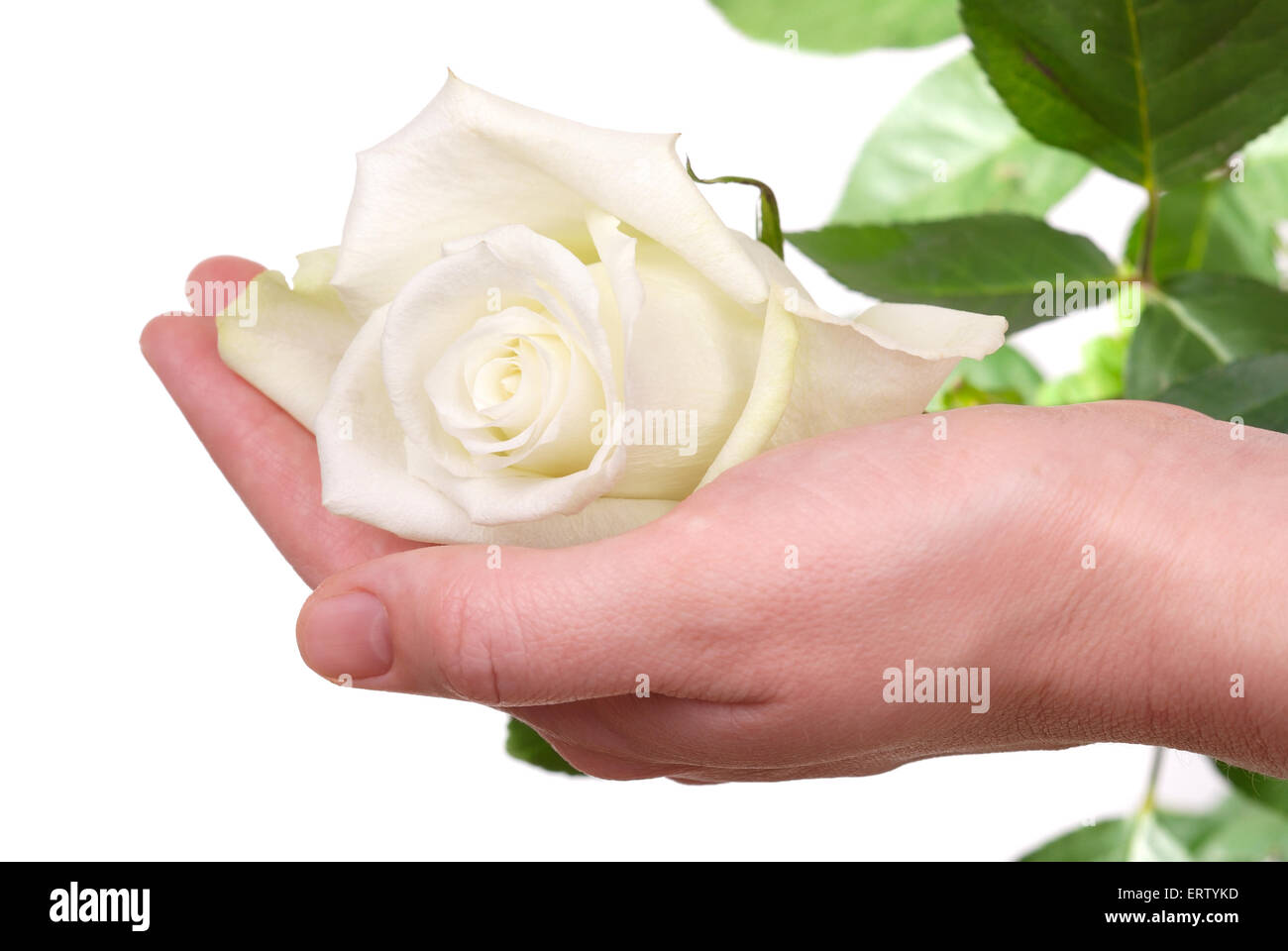 The white rose in woman hand isolated on white Stock Photo - Alamy