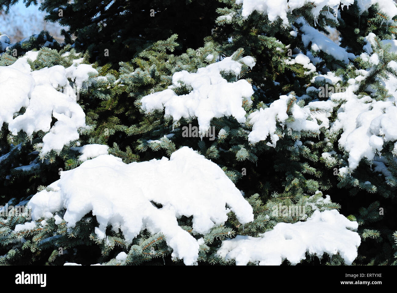 Background from a fur-tree covered with snow Stock Photo - Alamy