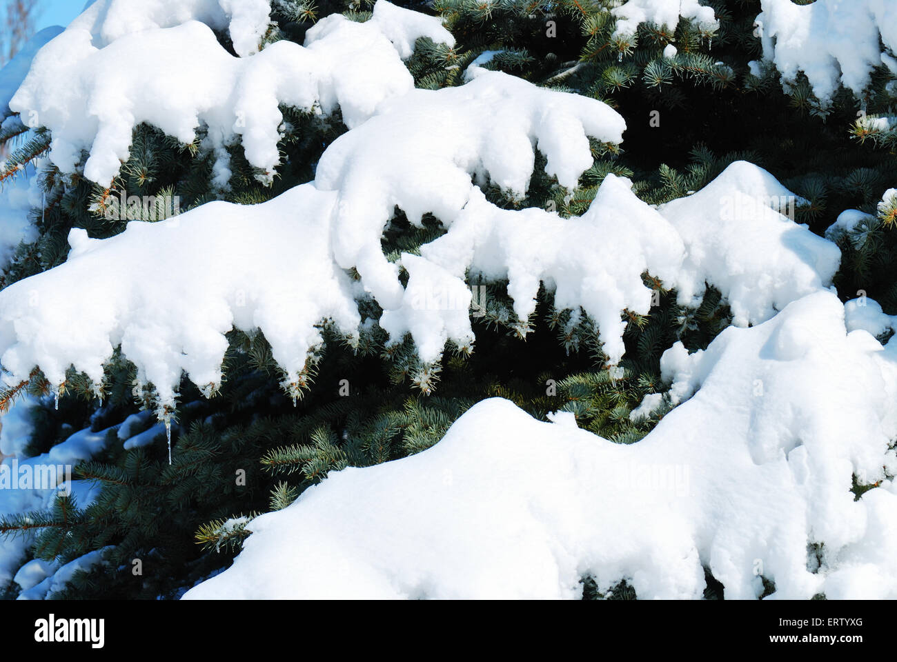 Background from a fur-tree covered with snow Stock Photo - Alamy