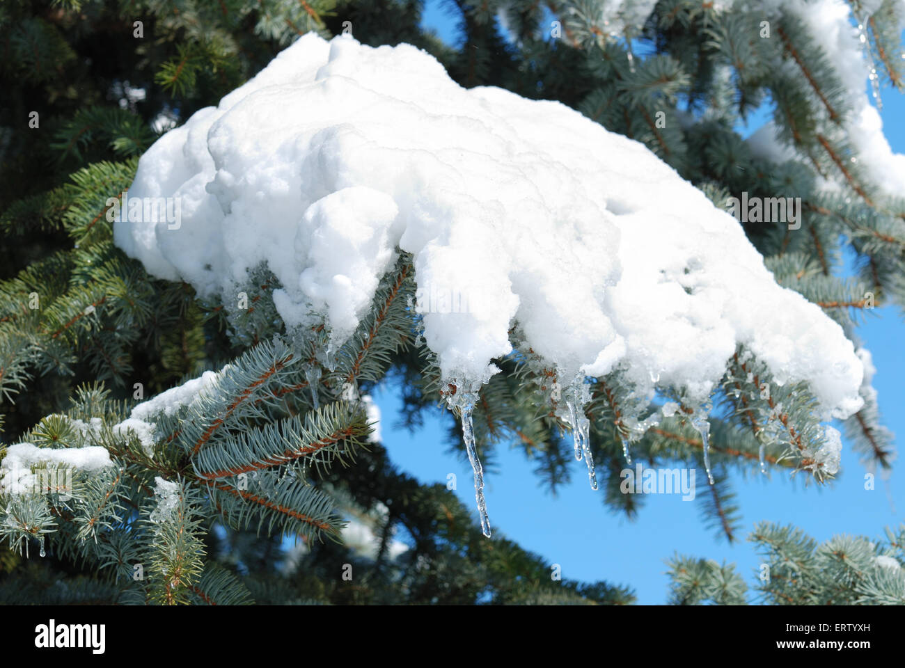 Background from a fur-tree covered with snow Stock Photo - Alamy
