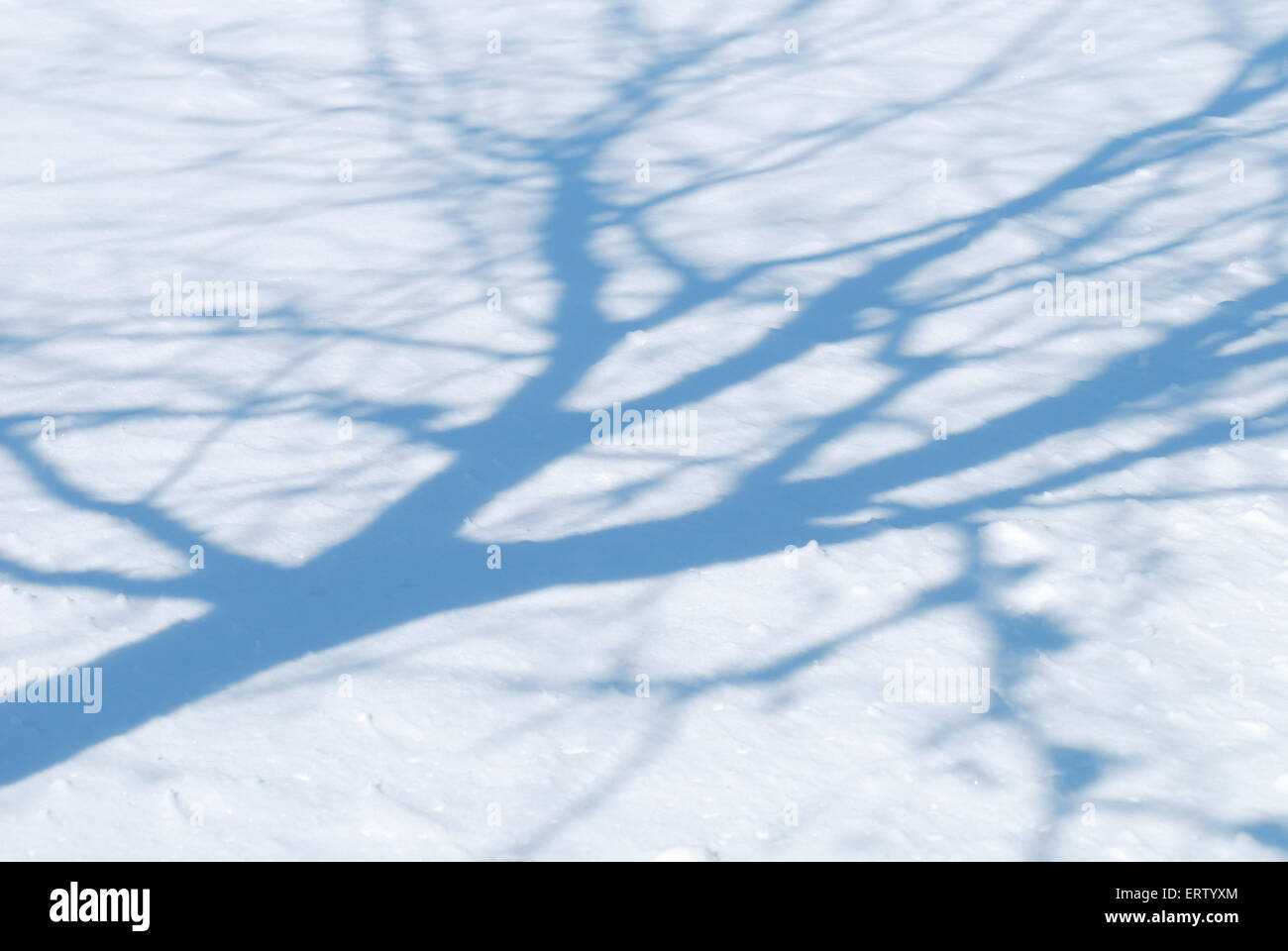 Winter background. Shade from a tree on bright snow Stock Photo - Alamy