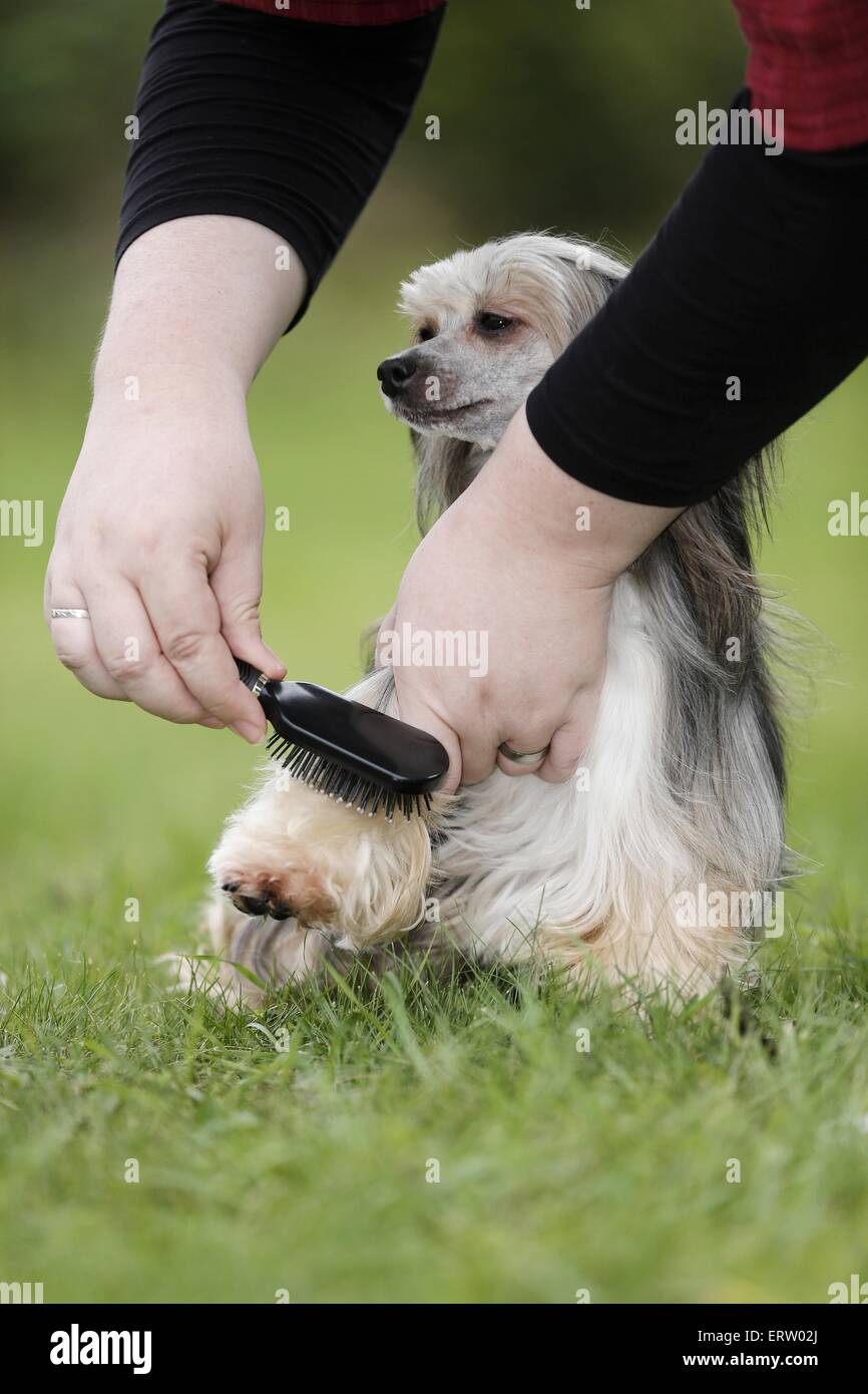 Chinese Crested Powderpuff Stock Photo - Alamy