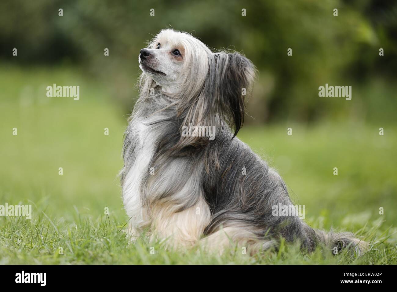 Chinese Crested Powderpuff Stock Photo - Alamy