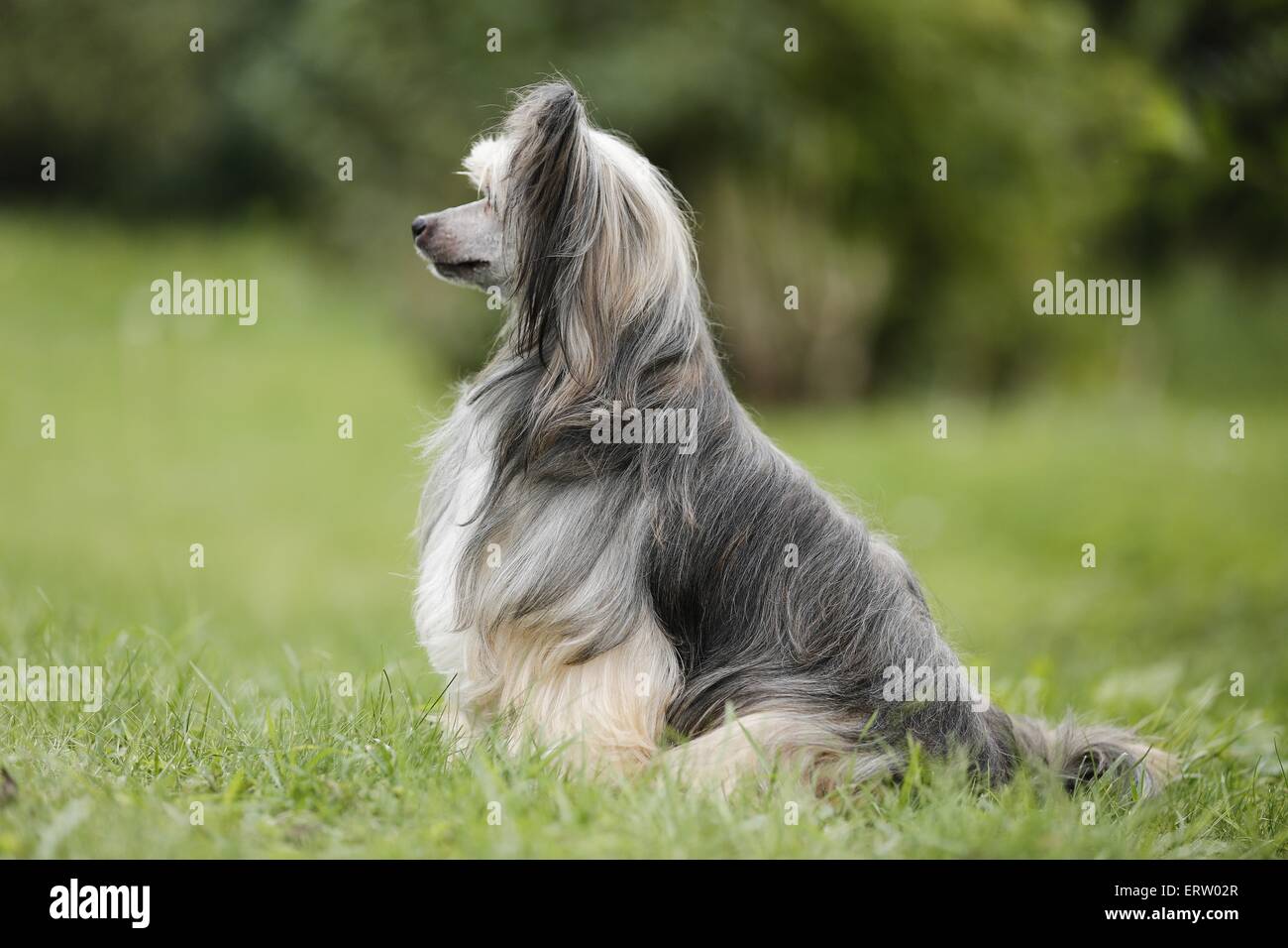 Chinese Crested Powderpuff Stock Photo - Alamy