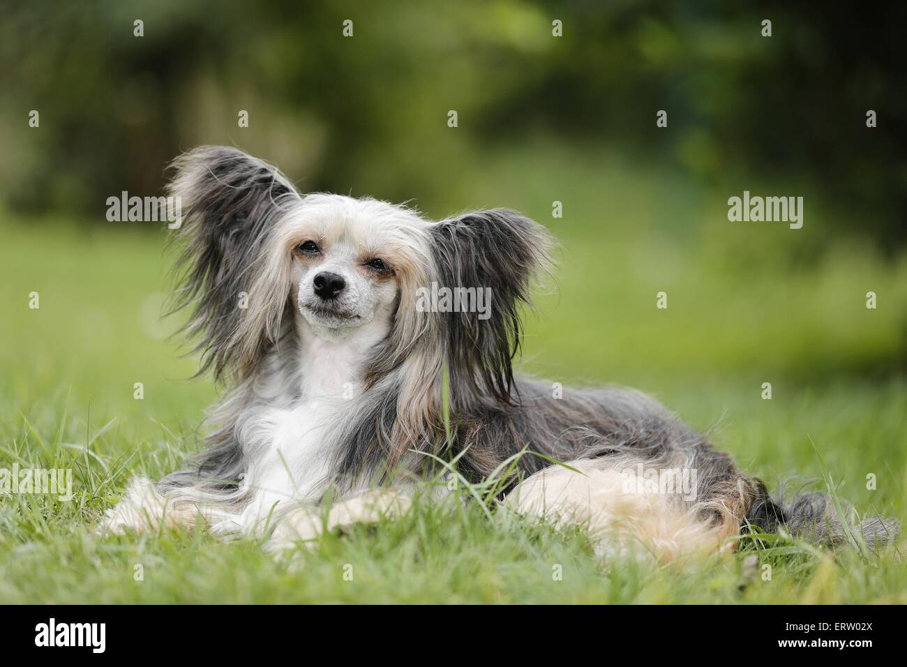 Chinese Crested Powderpuff Stock Photo - Alamy