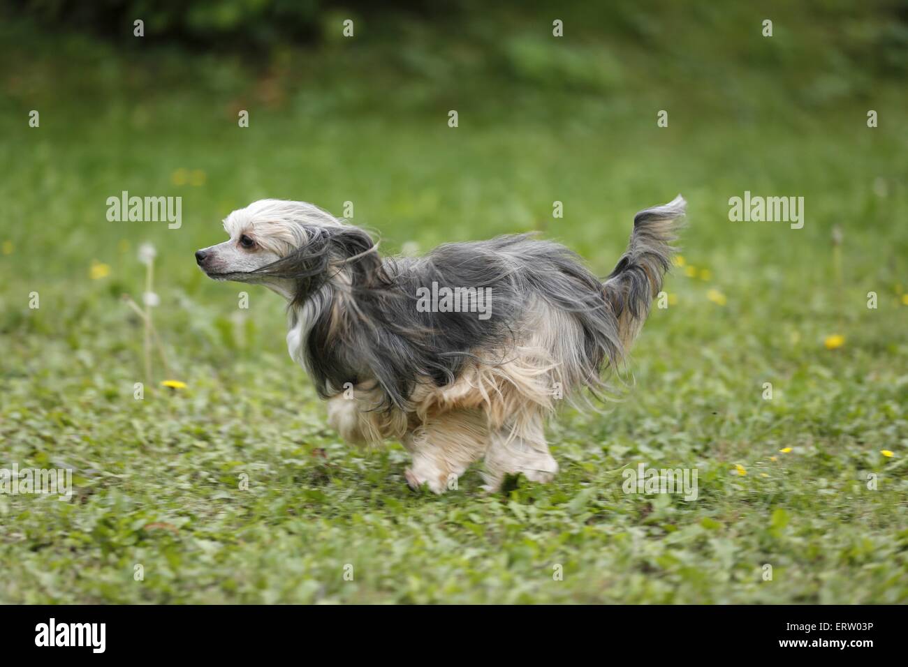 Chinese Crested Powderpuff Stock Photo - Alamy