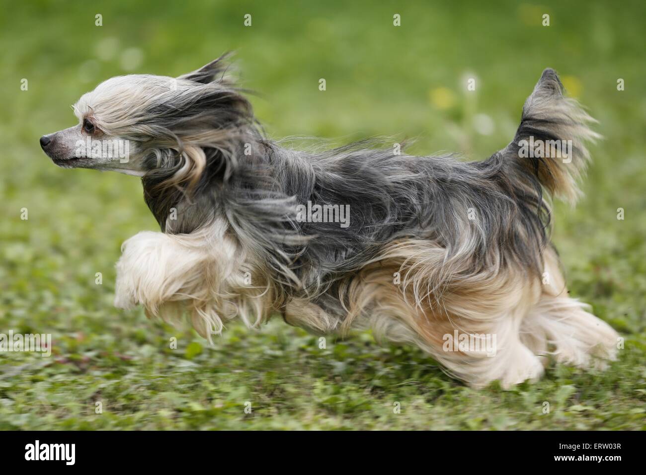 Chinese Crested Powderpuff Stock Photo - Alamy