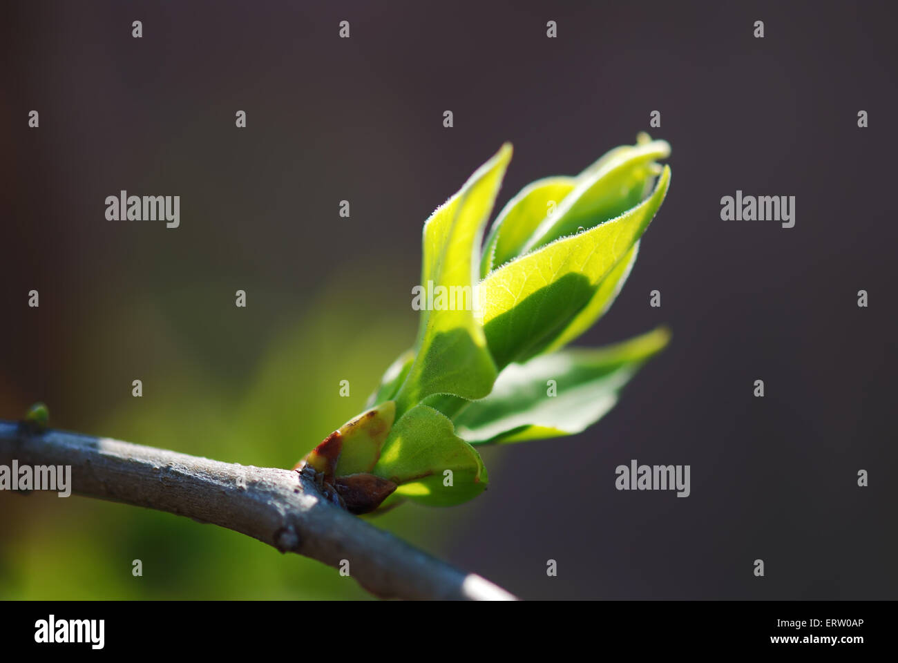 Sunny new burgeon on dark background Stock Photo - Alamy