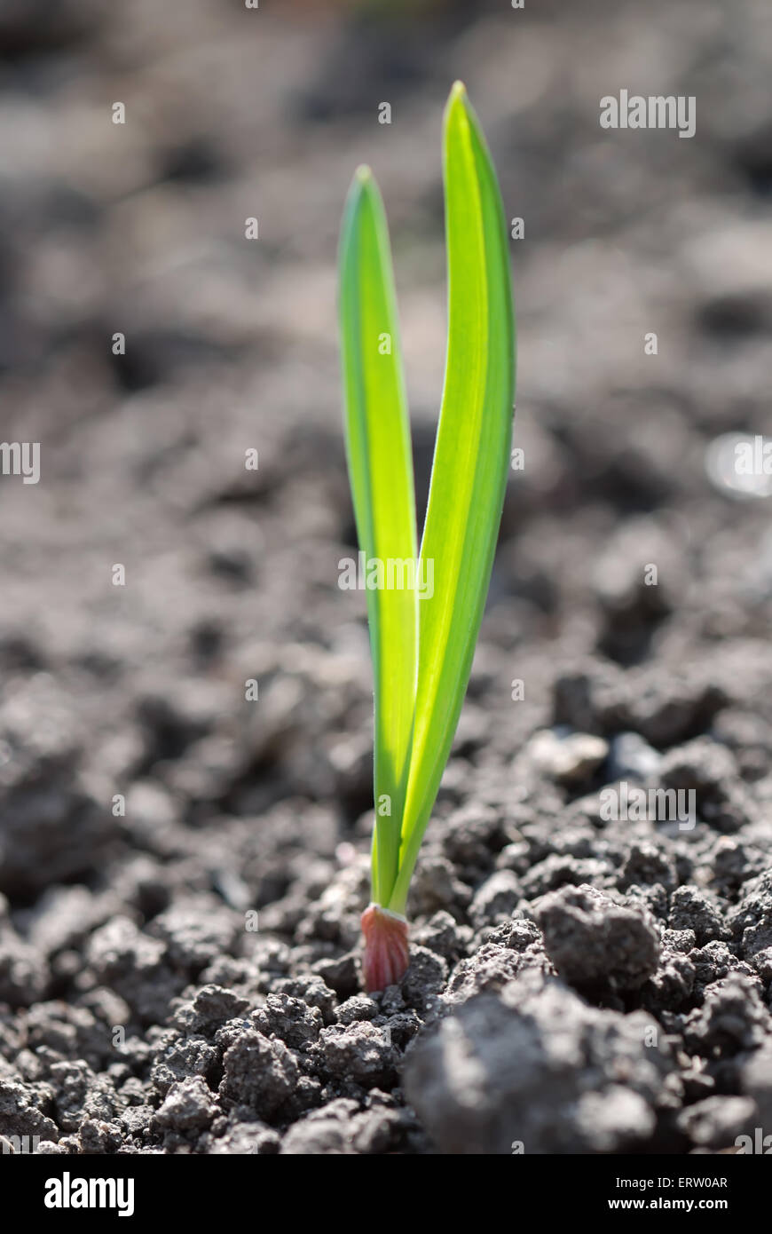 Closeup photo of the young green sprout Stock Photo - Alamy