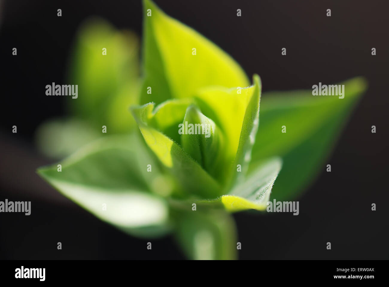 Sunny new burgeon on dark background Stock Photo - Alamy
